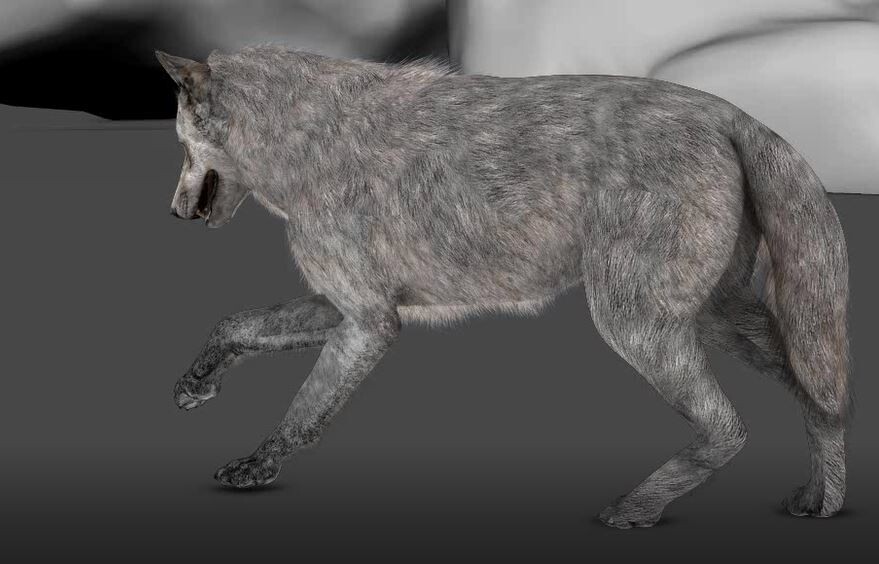 ArtStation - Creature animation- Wolf animation