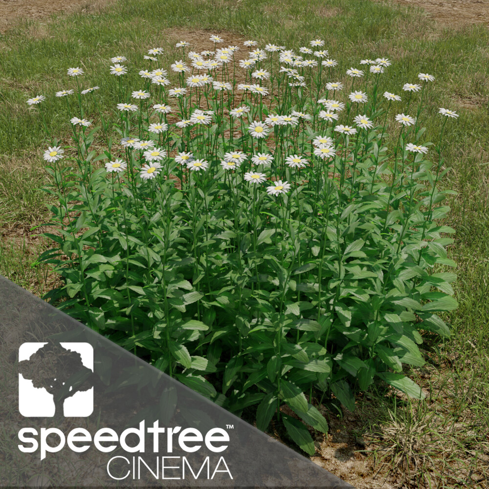 ArtStation - Daisy Flower | Speedtree Cinema 9 Tutorial