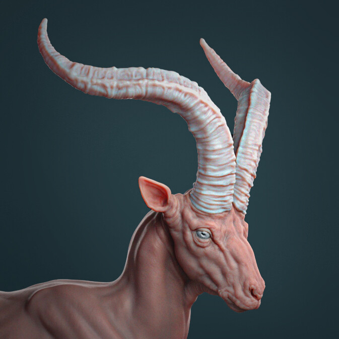 ArtStation - Iberian ibex study