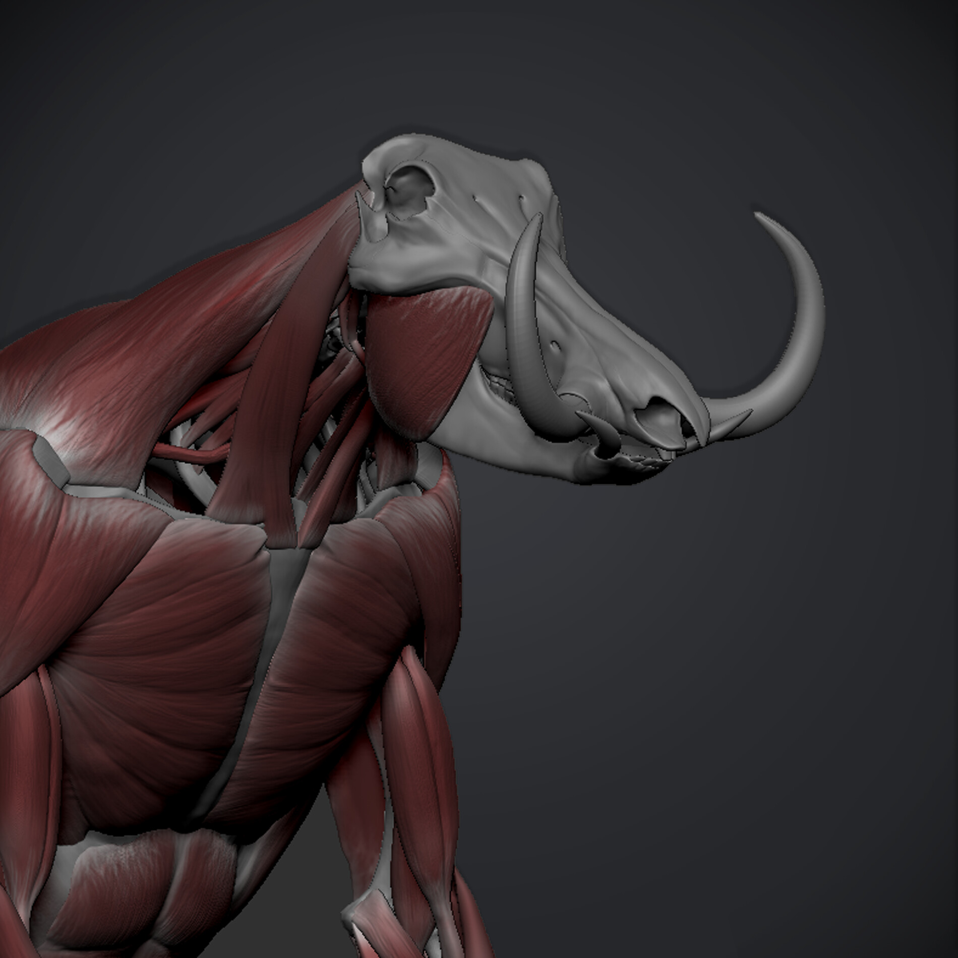 ArtStation - Creature Écorché