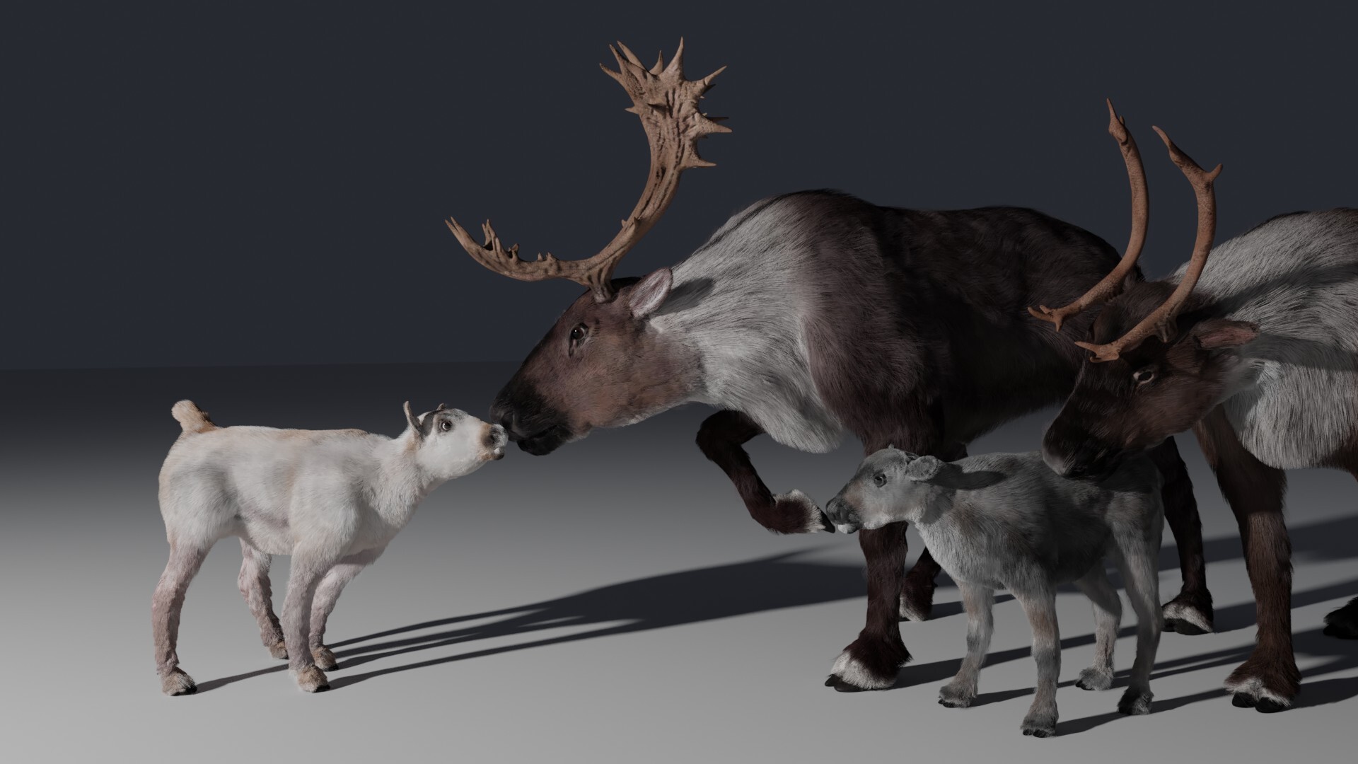 ArtStation - Caribou Studies
