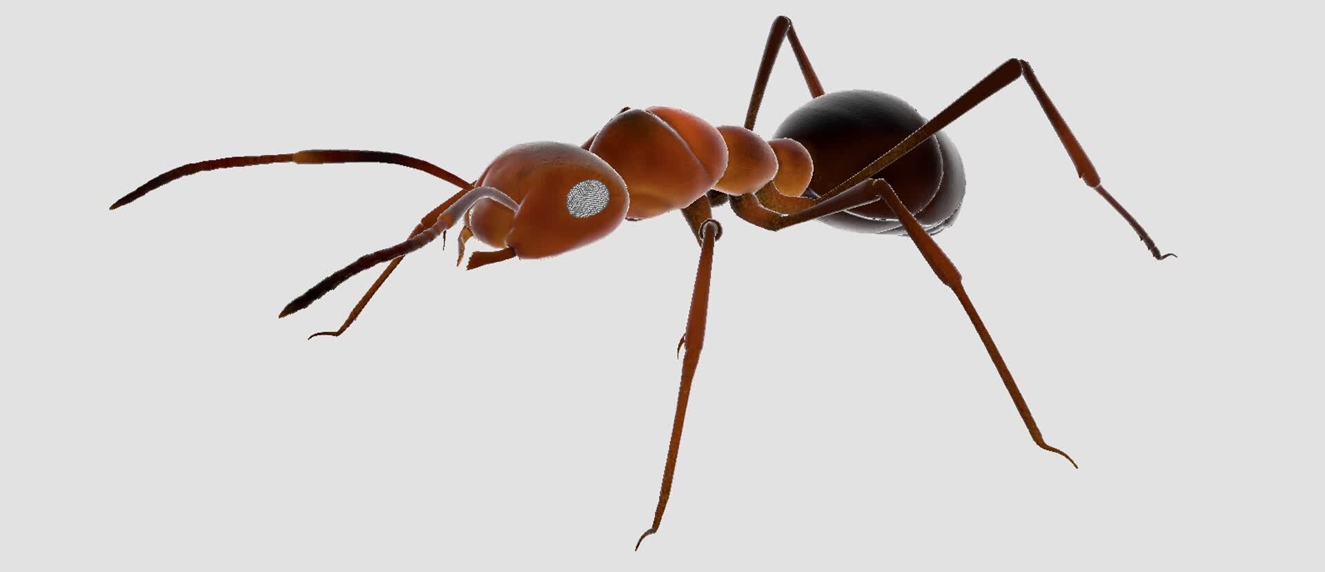 ArtStation - FireAnt