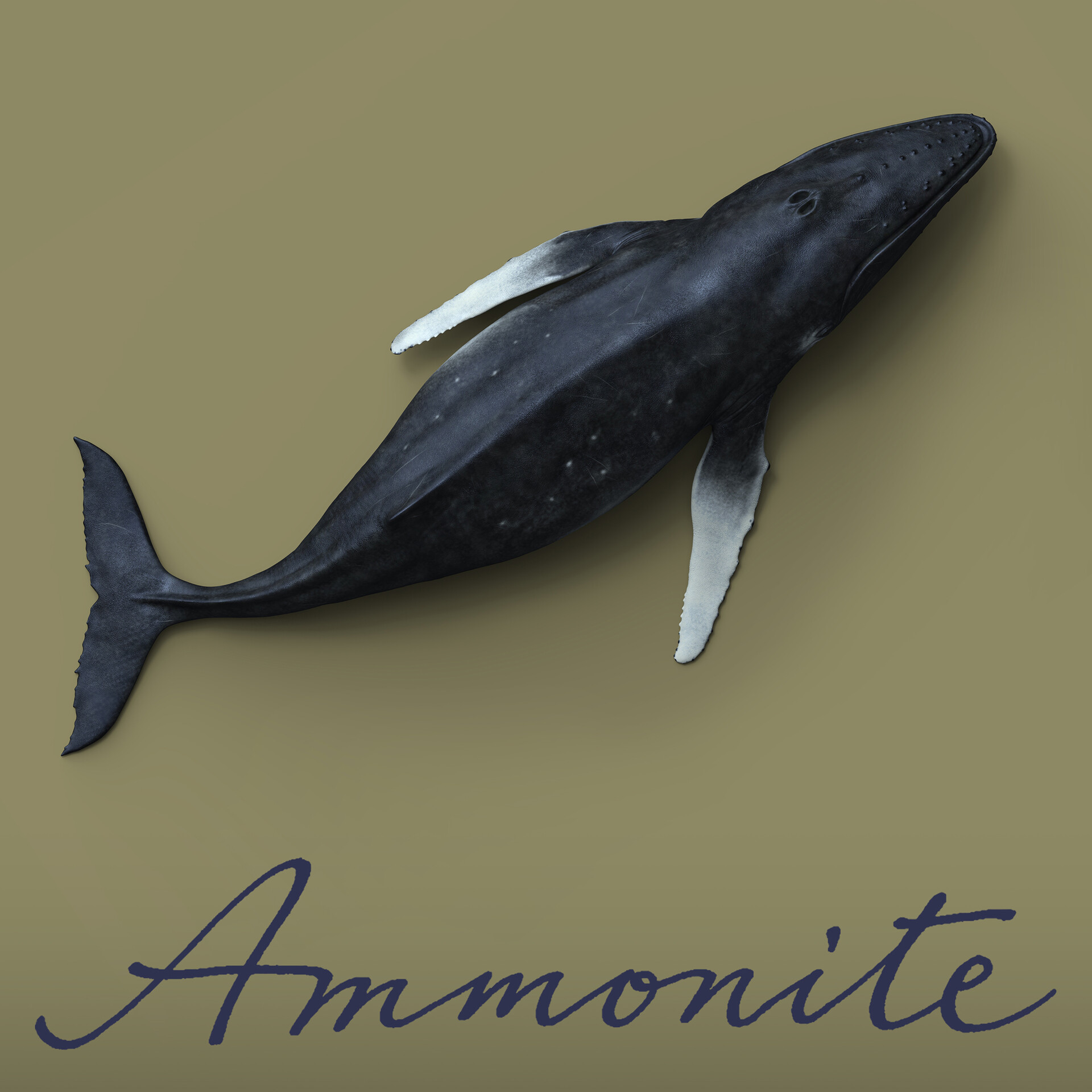 COLIN SHULVER - Ammonite