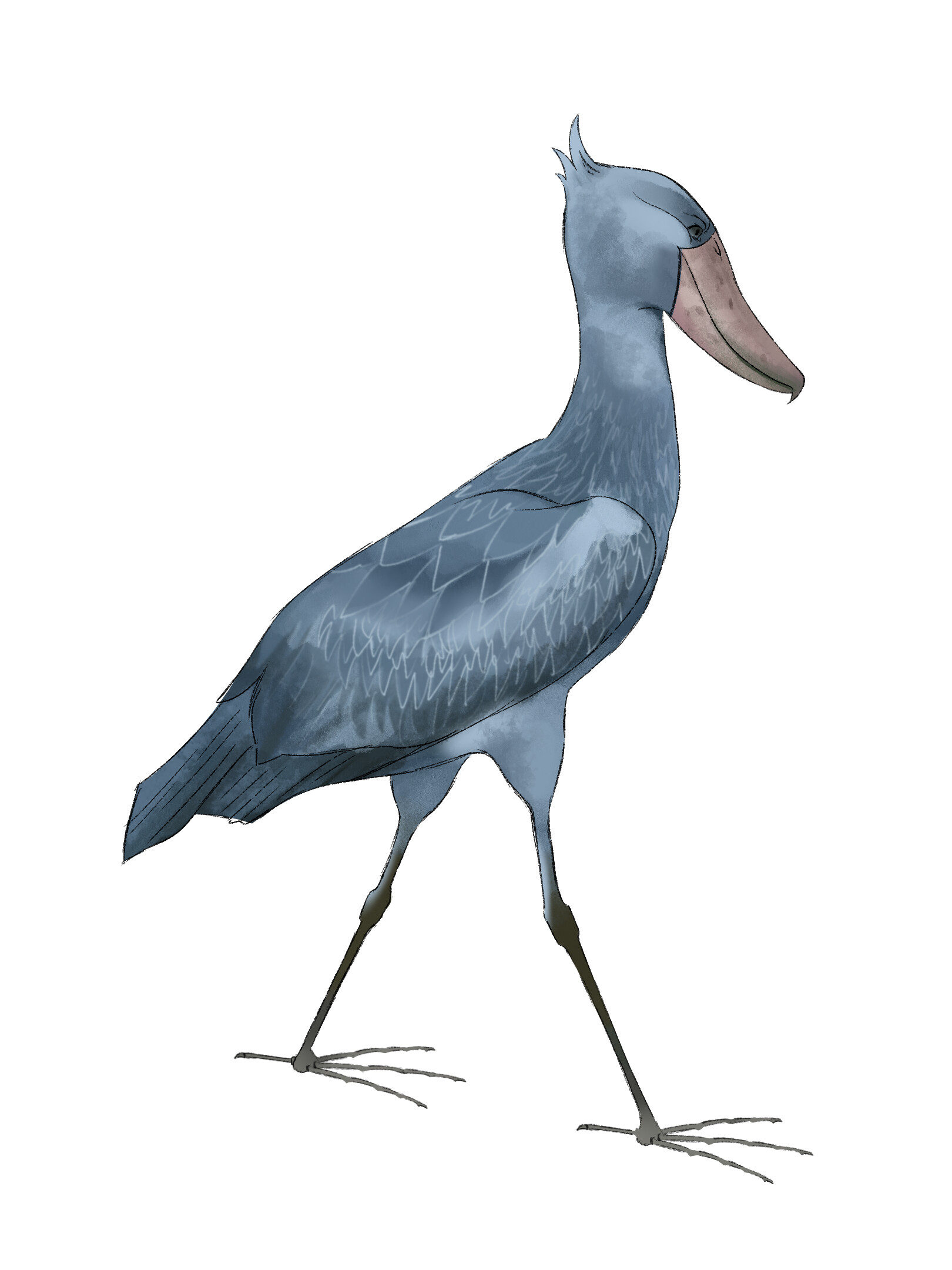 ArtStation - Shoebill Stork