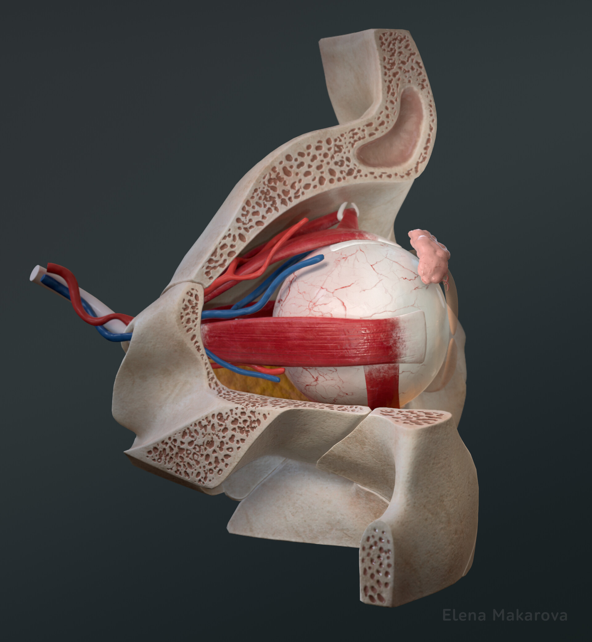 ArtStation - Human eye anatomy model