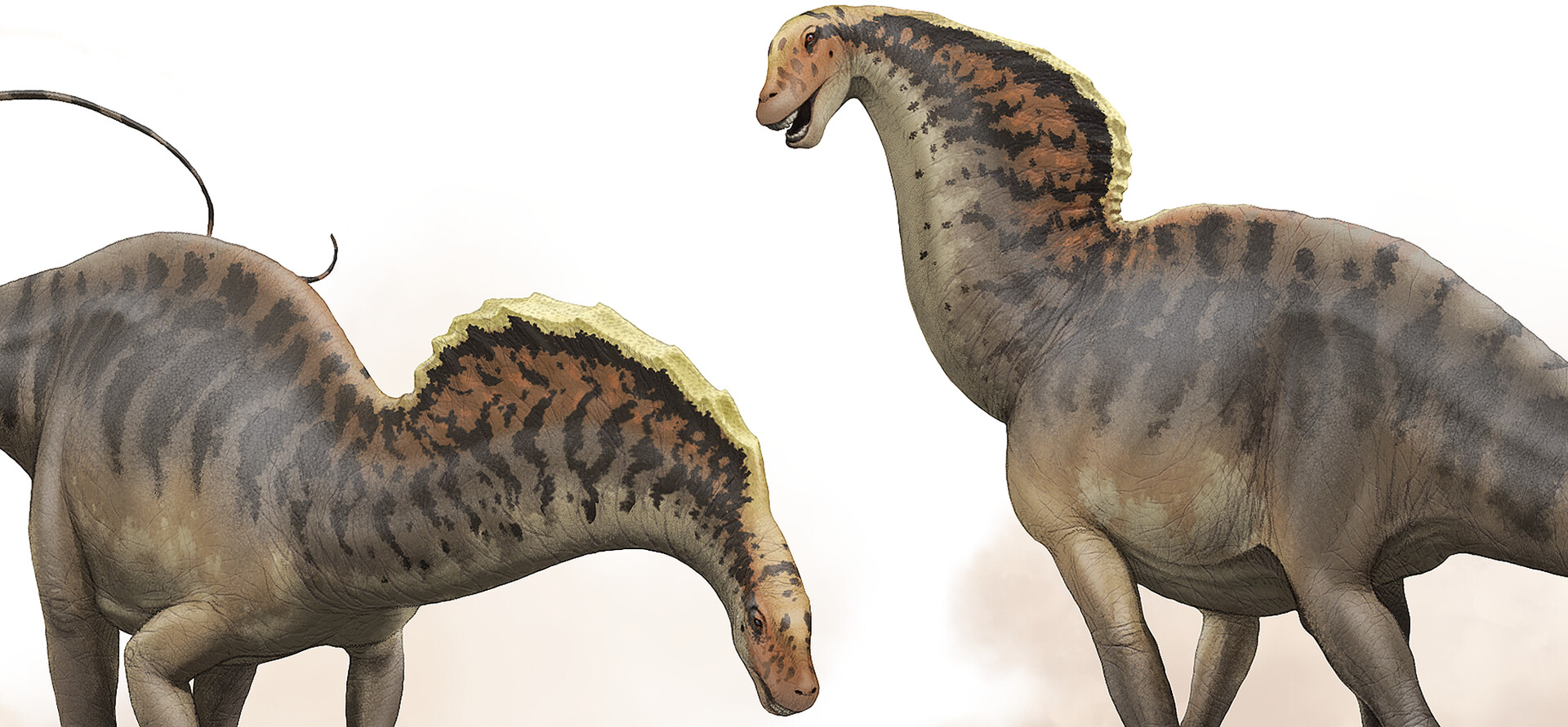 ArtStation - Amargasaurus: Wikipedia