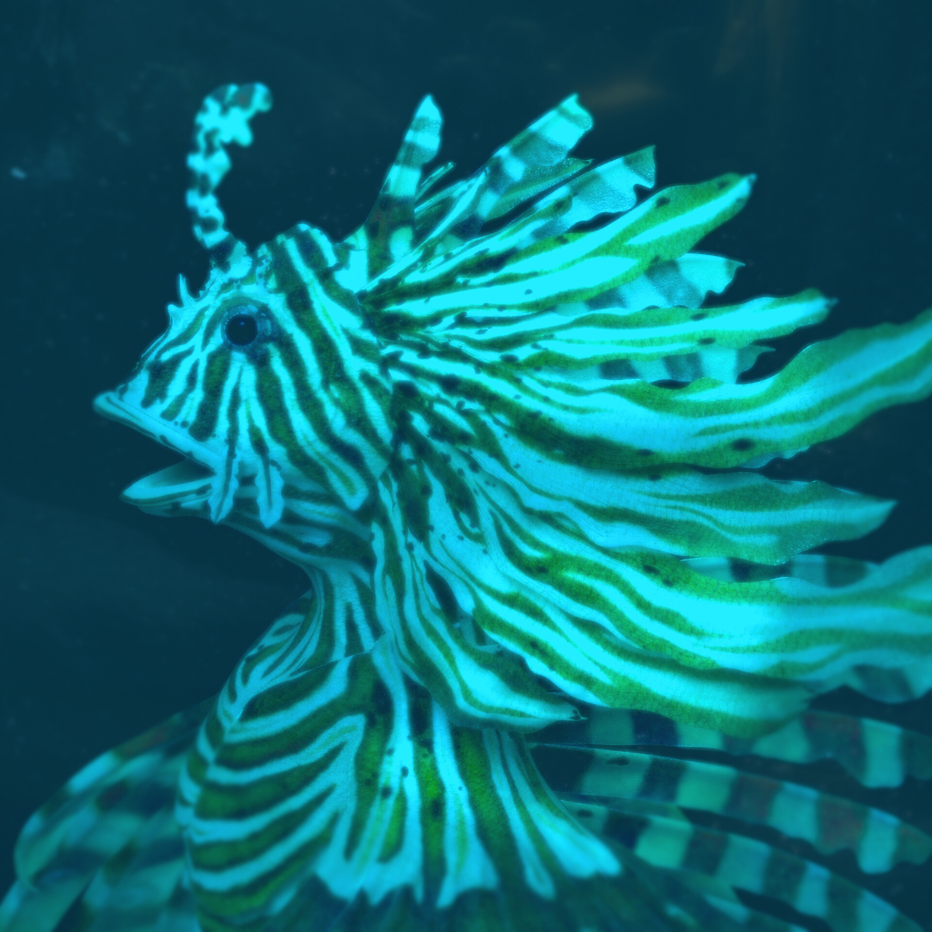 ArtStation - Lionfish Mermaid