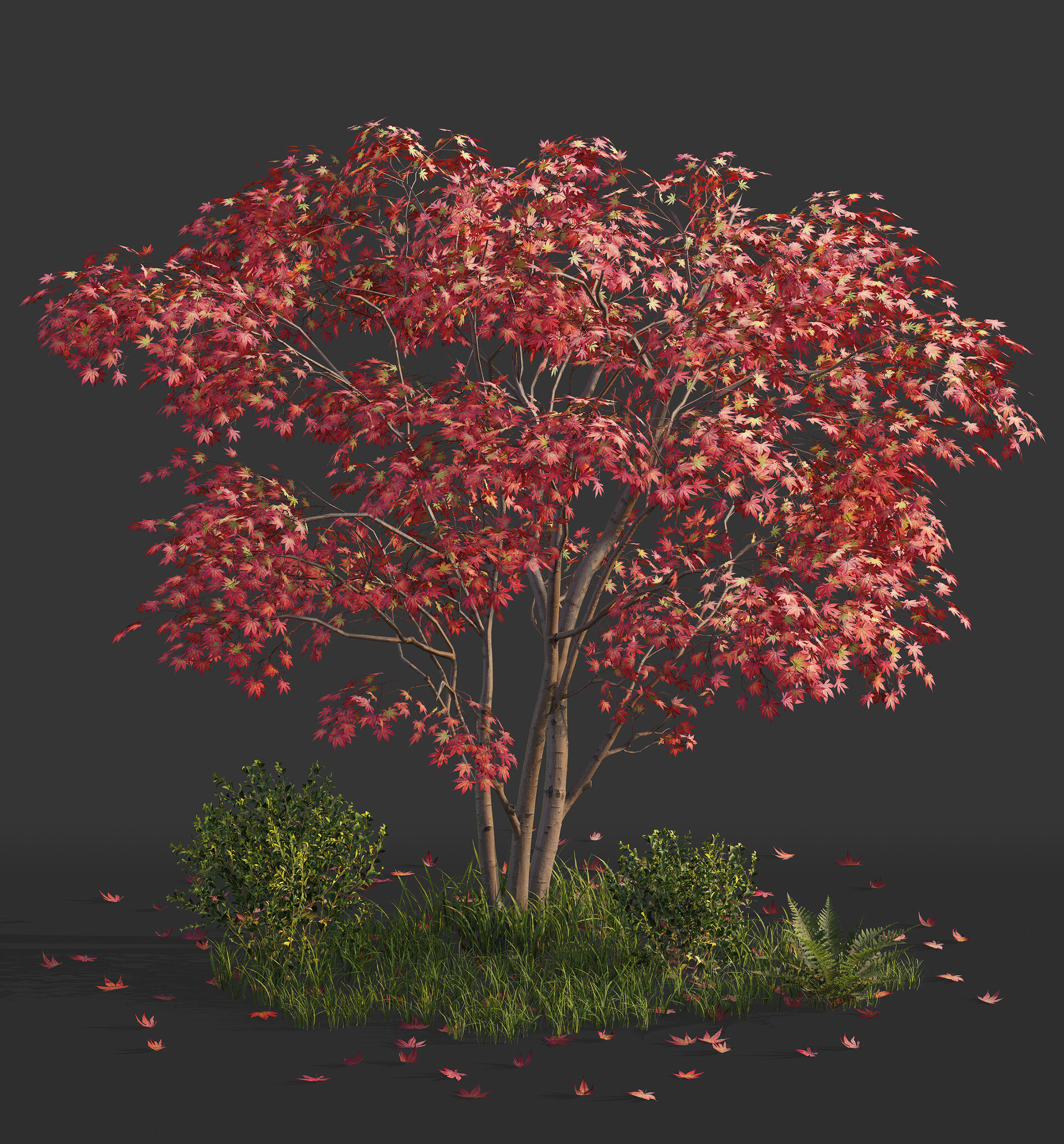 ArtStation - Japanese maple (Acer palmatum)
