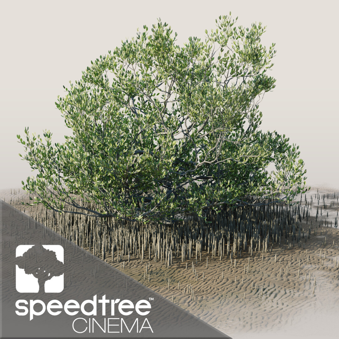 ArtStation - Black Mangrove | Speedtree Cinema 9 Tutorial