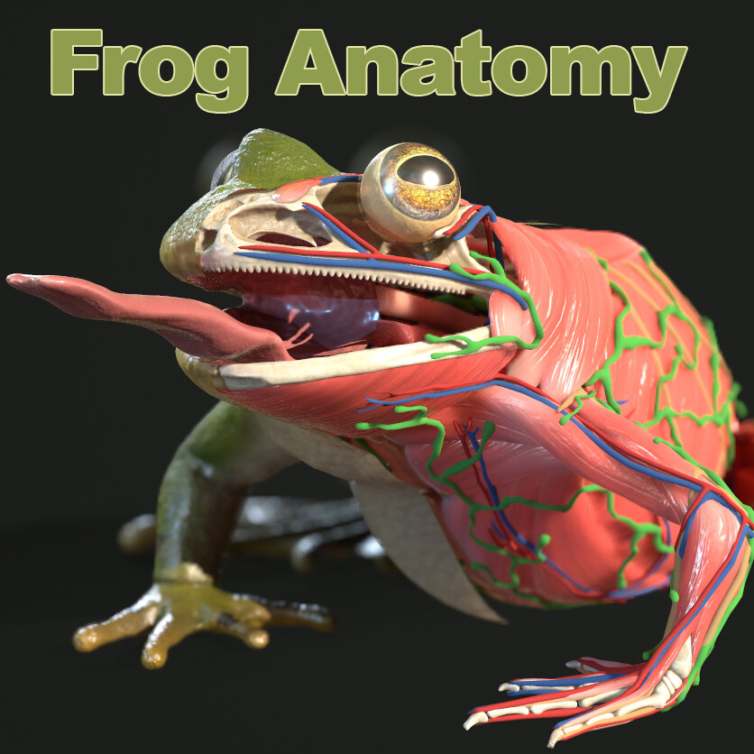 ArtStation - Frog anatomy