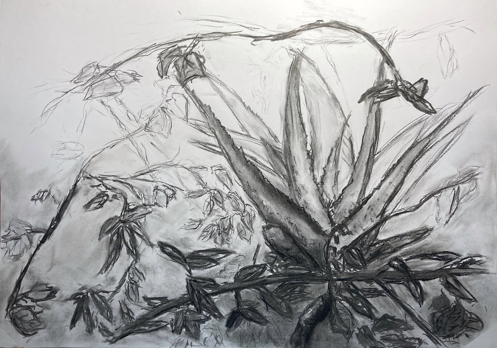 ArtStation - Uni - Year 1 Value Plant Drawings