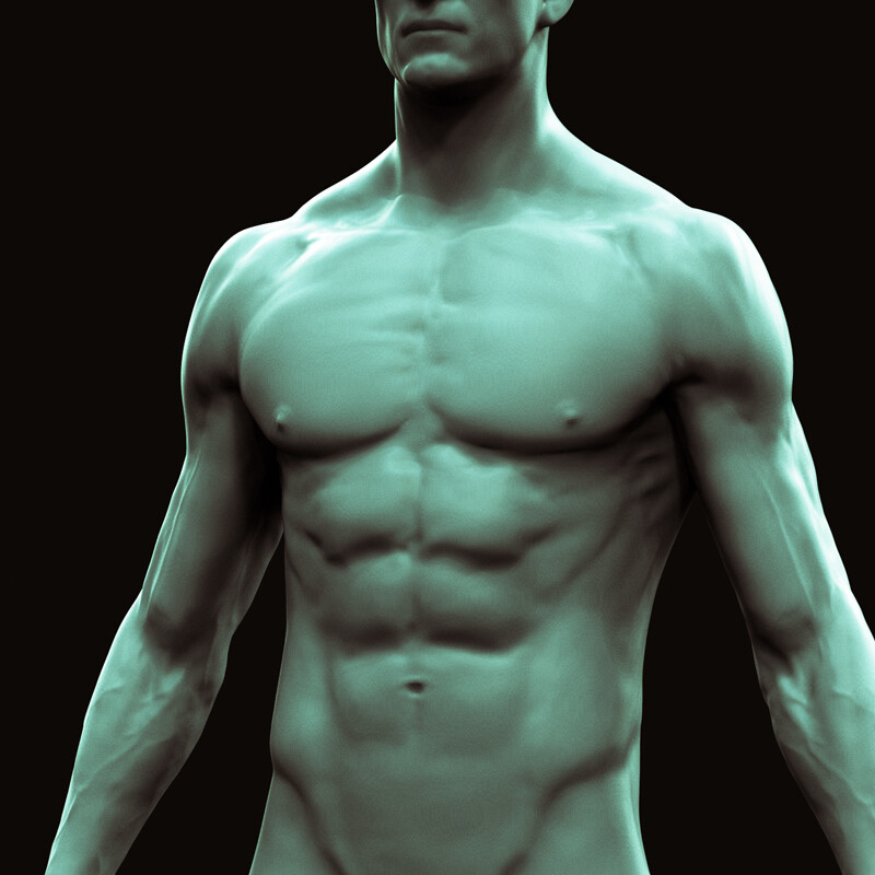 ArtStation - Male Anatomy