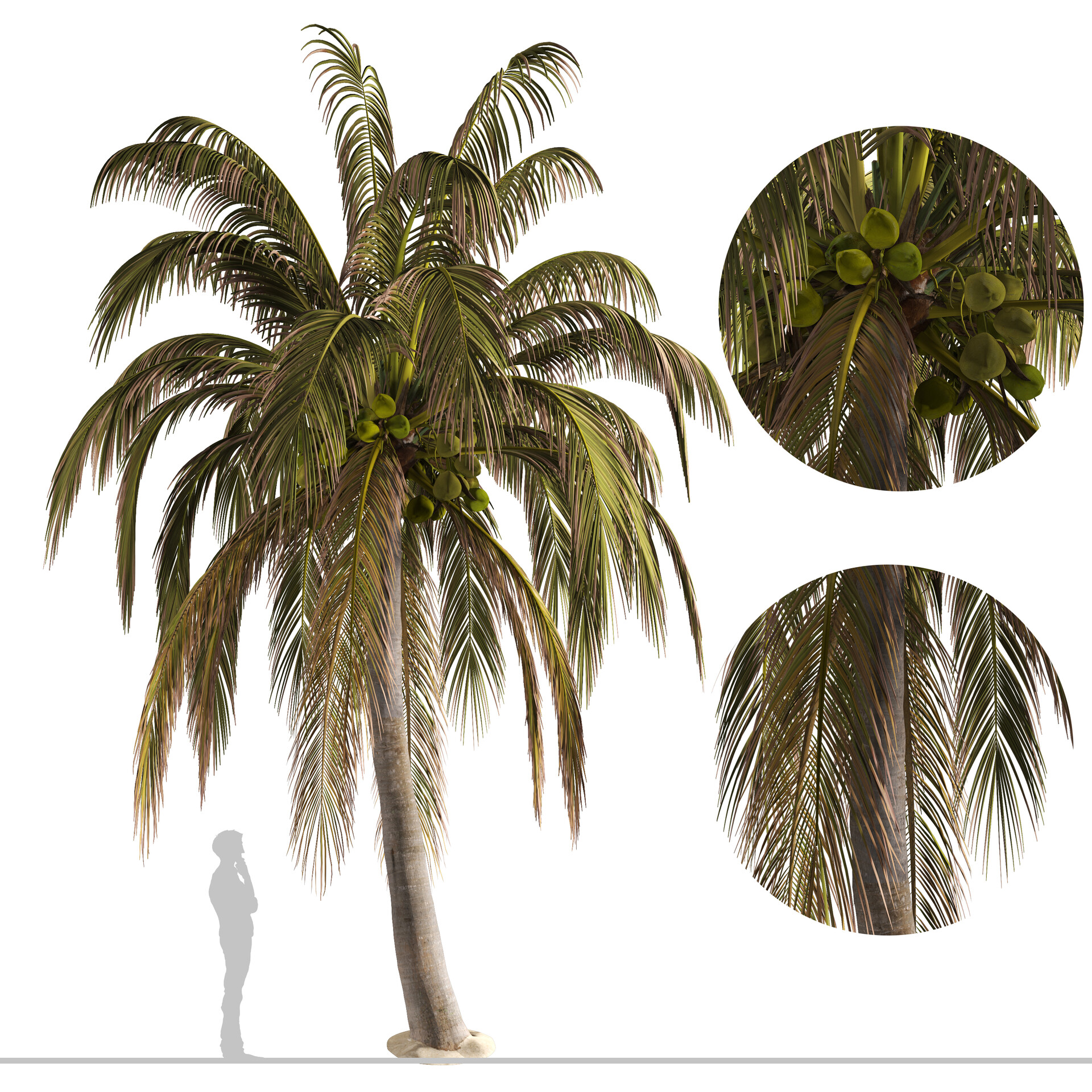 ArtStation - coconut tree