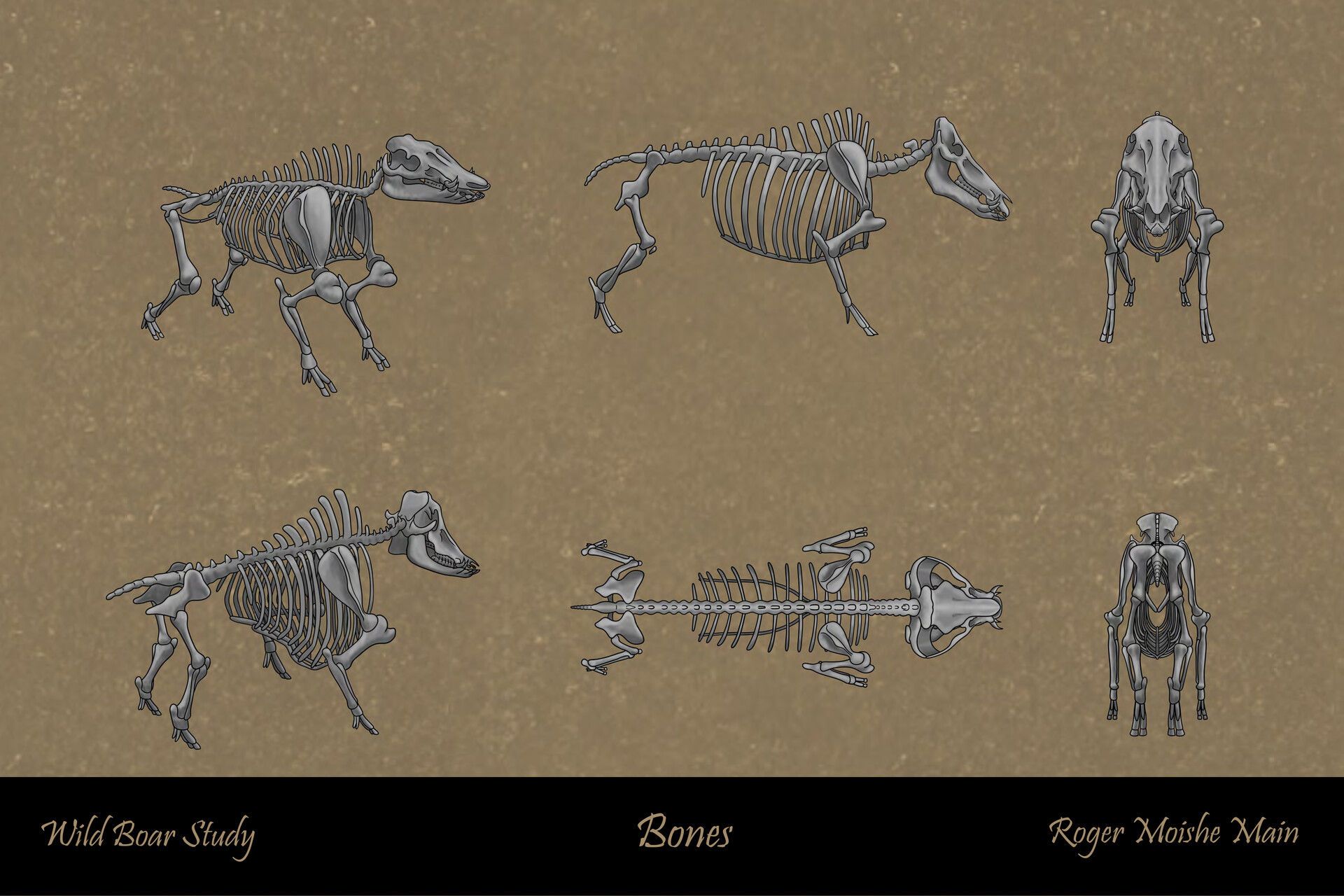 ArtStation - Wild Boar Study