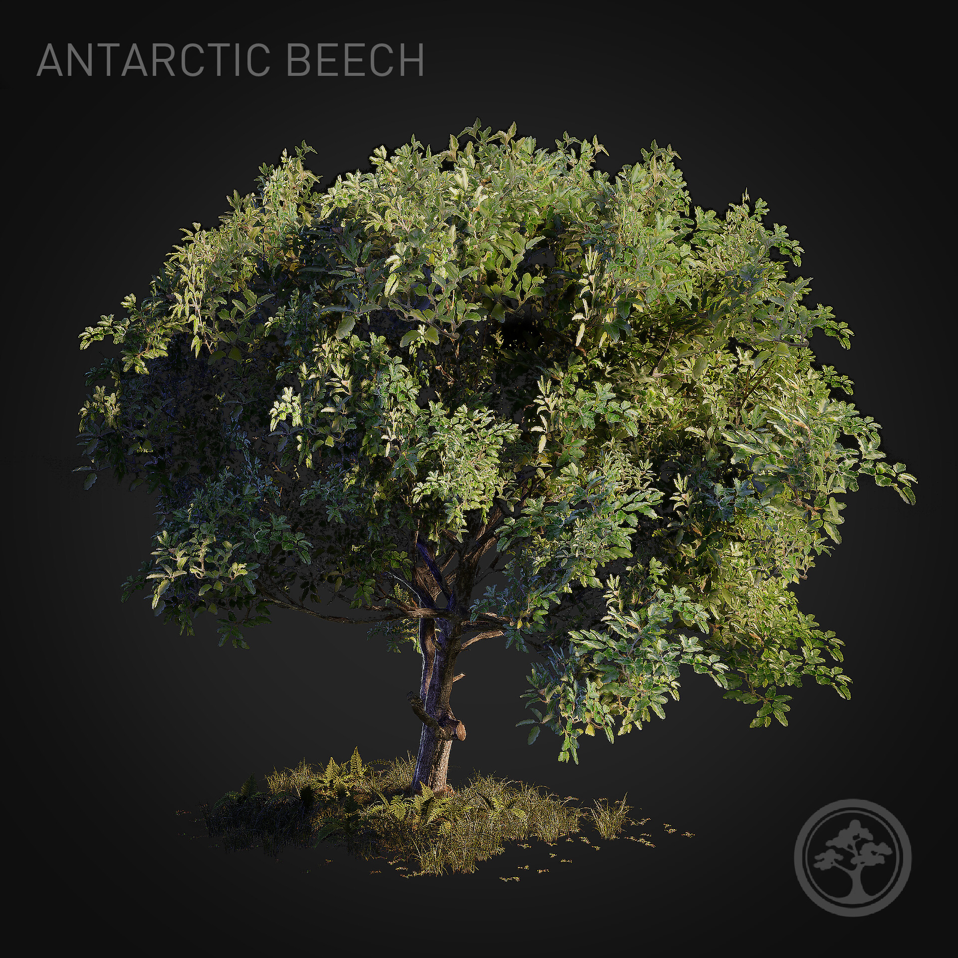 ArtStation - Antarctic Beech Tree - Game ready 3D model