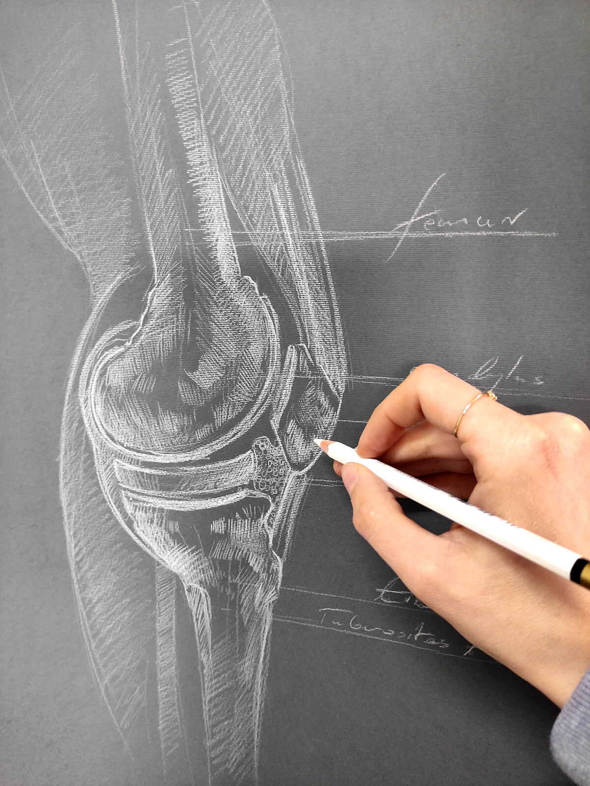 ArtStation - Anatomy Drawings - Knee joint