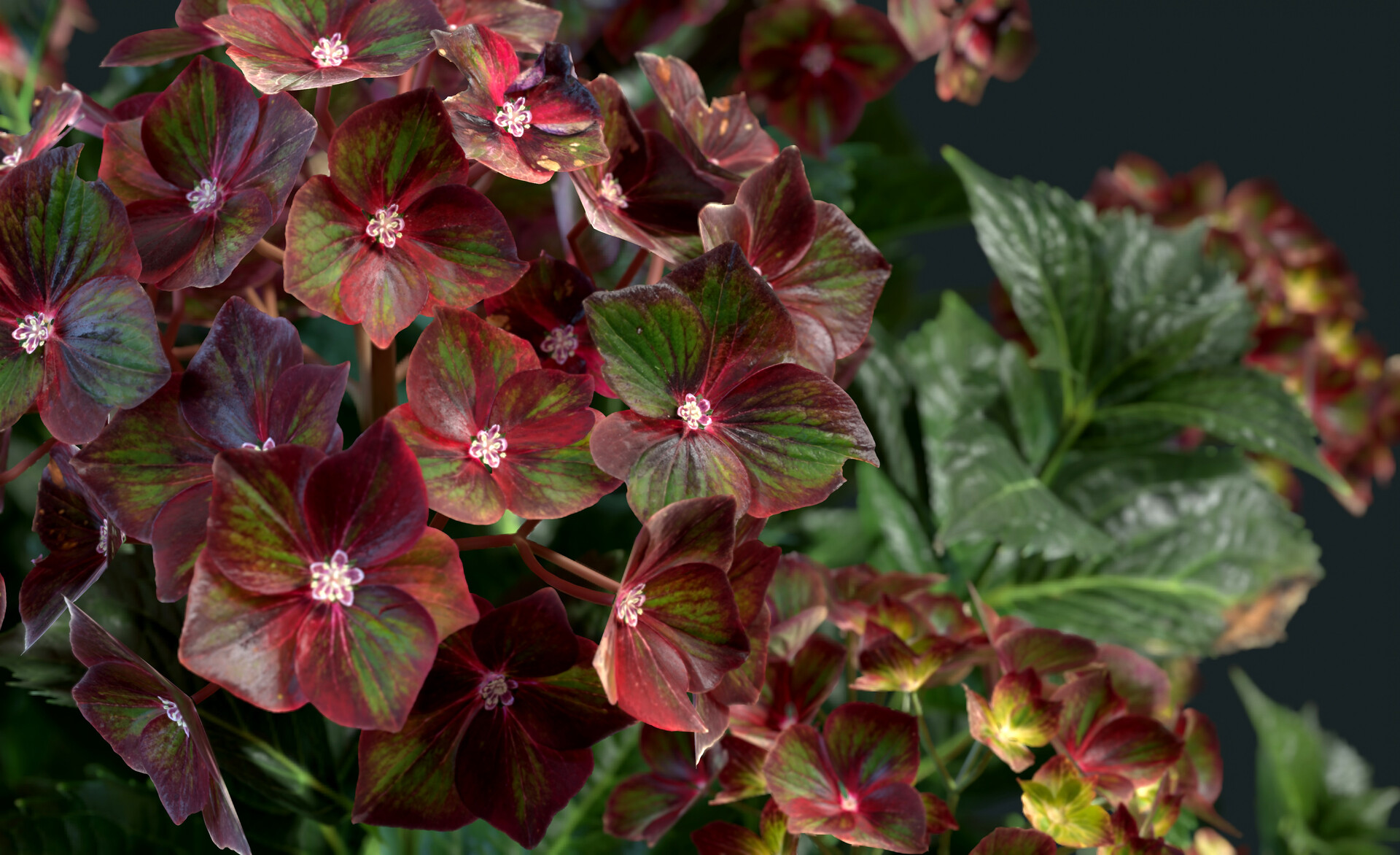 ArtStation - Dark Ruby Hydrangea