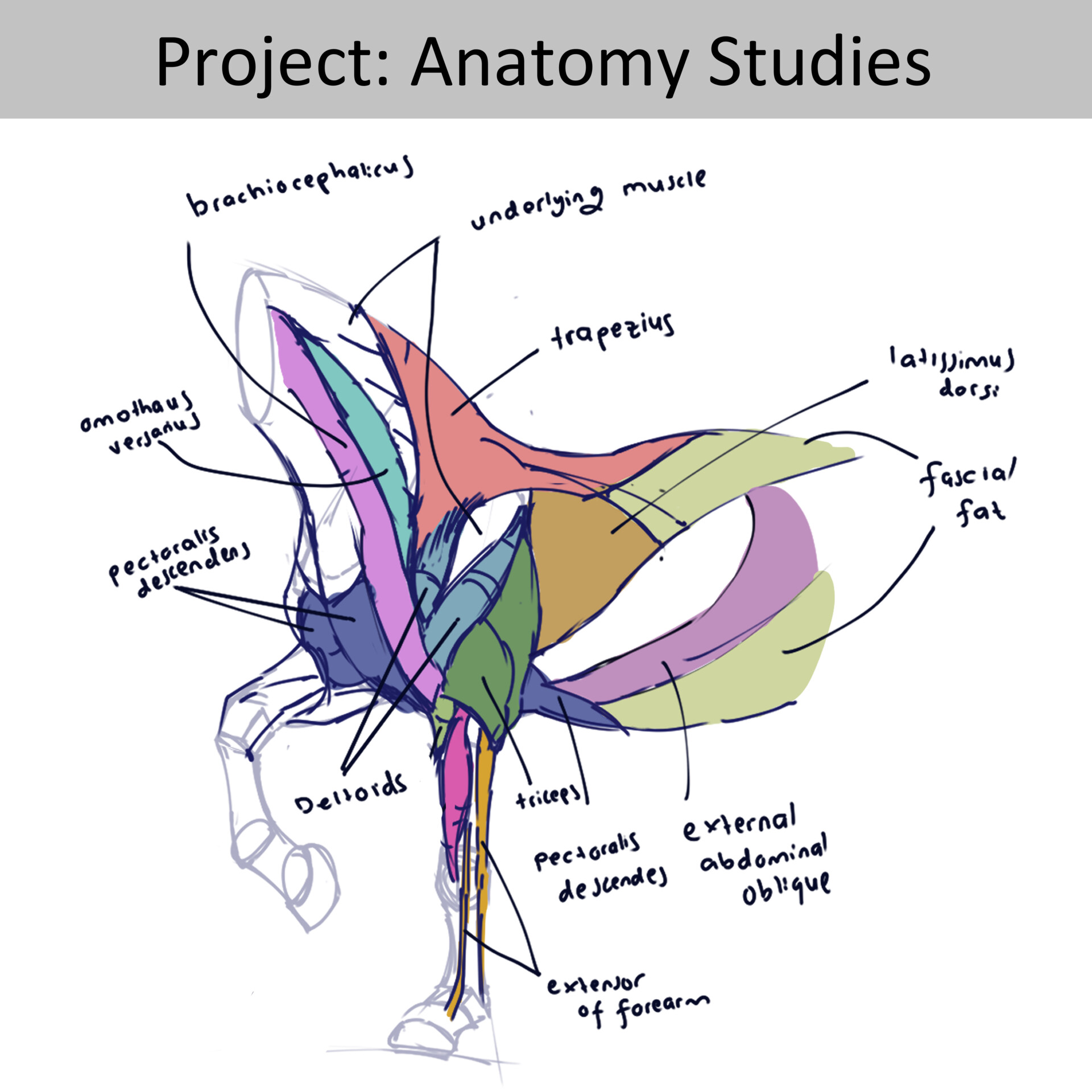 ArtStation - Animal Anatomy Studies