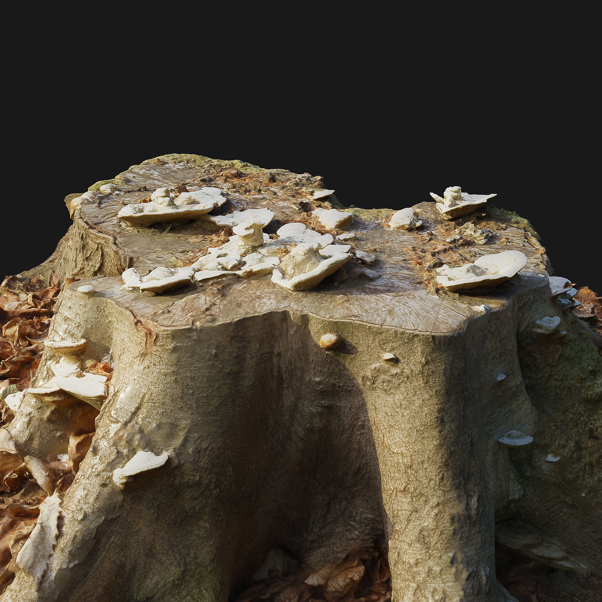 ArtStation - Tree Stump Fungi