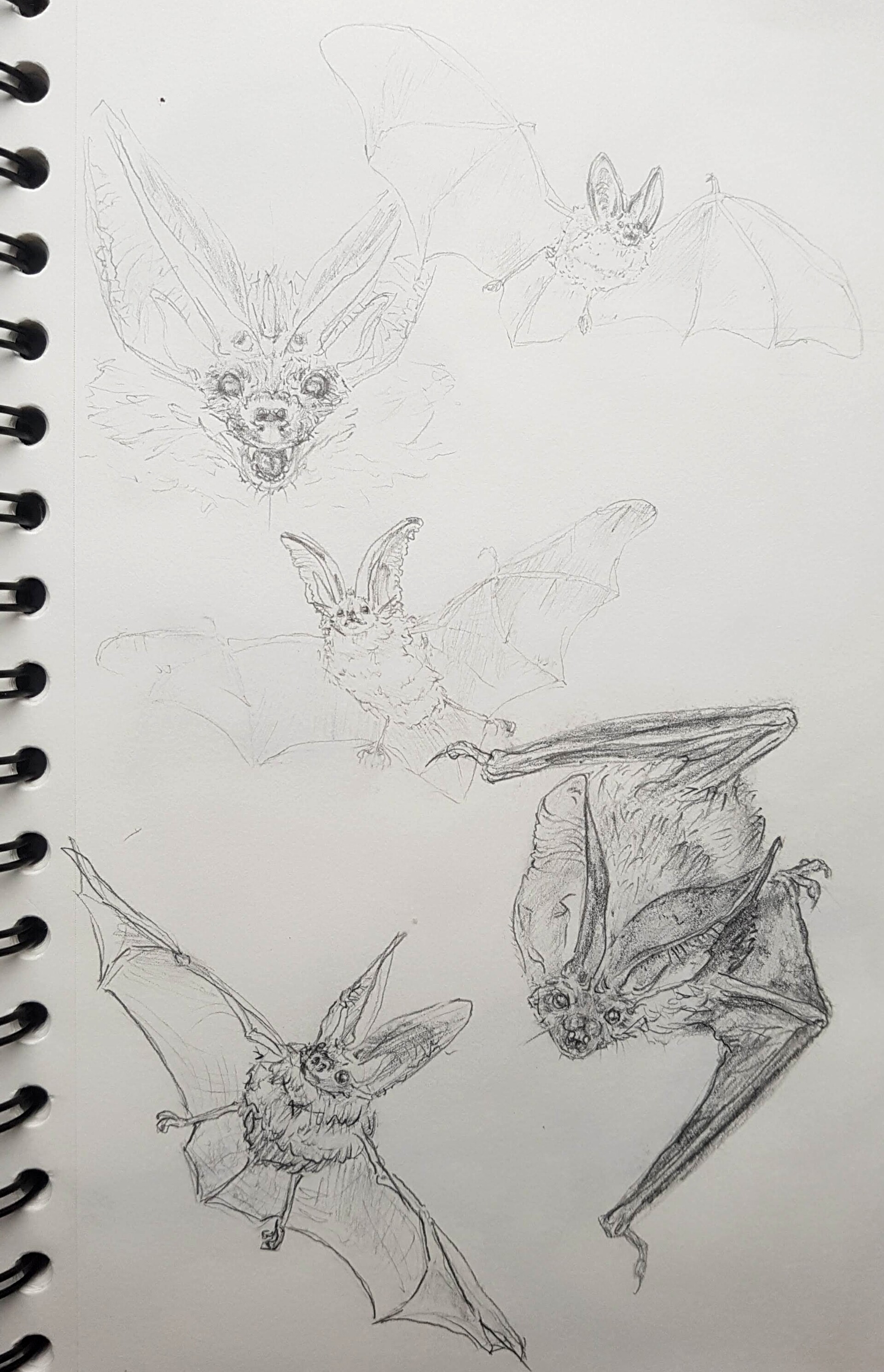 ArtStation - Bat sketch