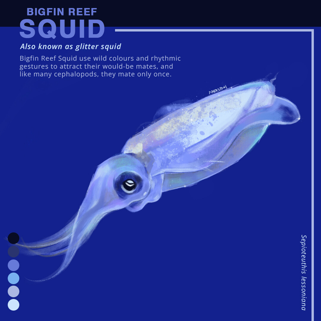 ArtStation - Bigfin Reef Squid