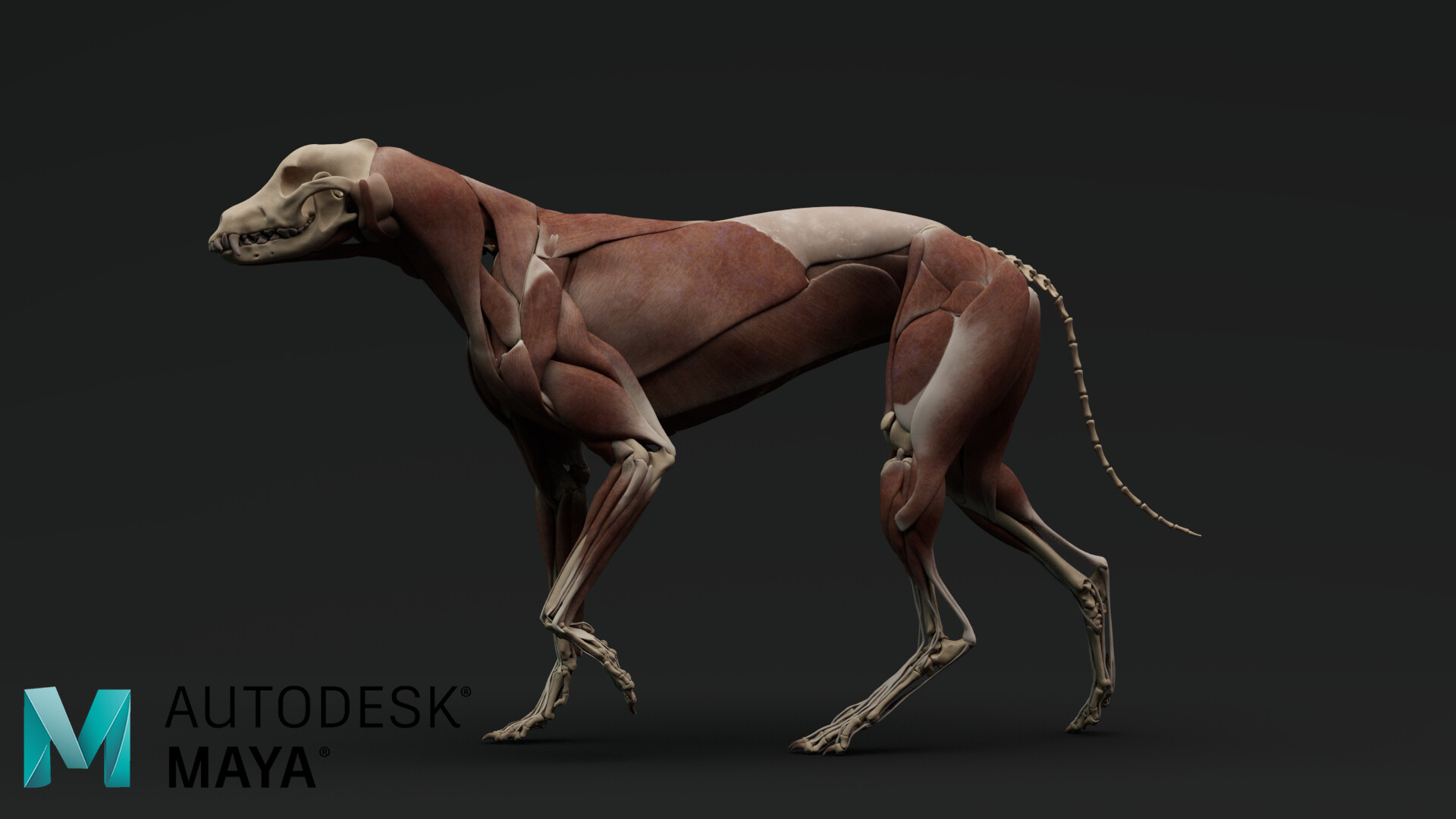 ArtStation - Rigging, animation and tissue simulation in Maya 2022 ...