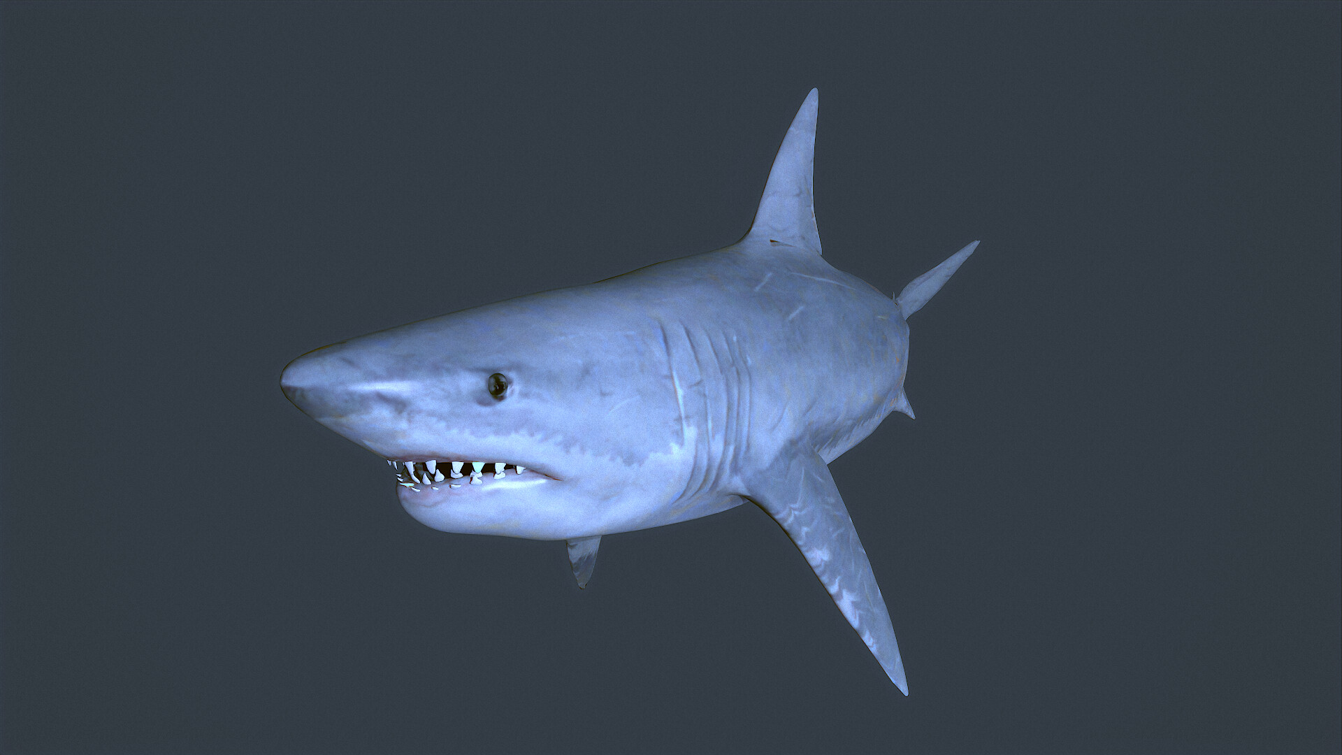 ArtStation - Shark