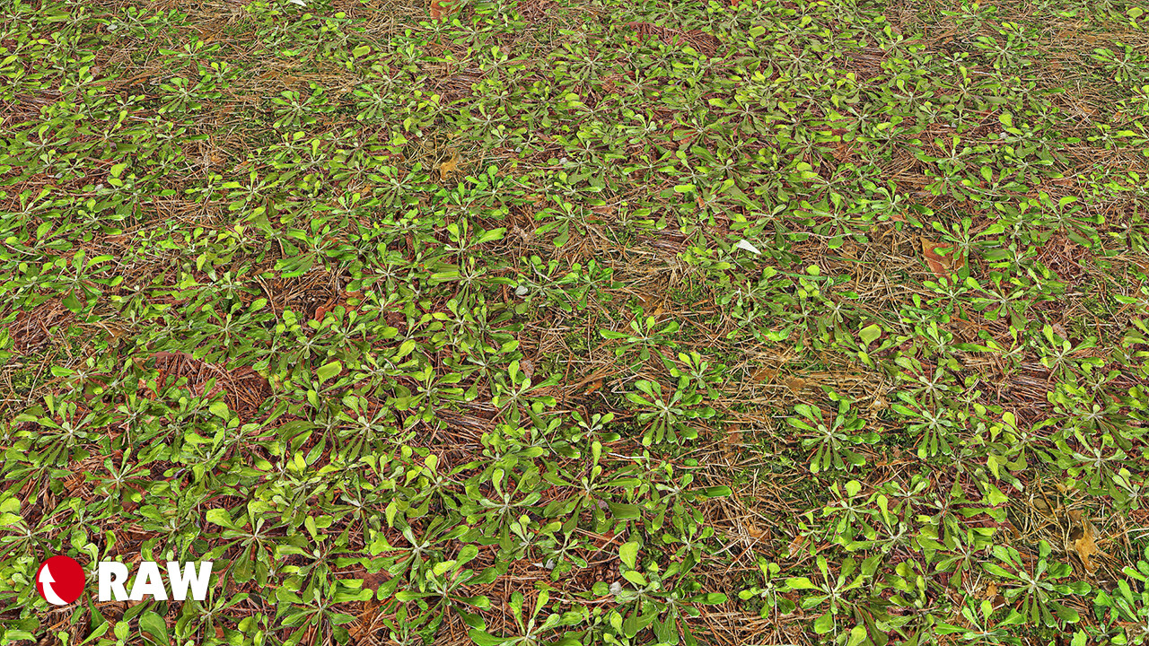 ArtStation - Forest Textures