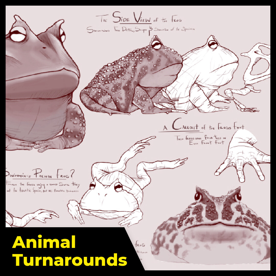 ArtStation - Animal Turnarounds