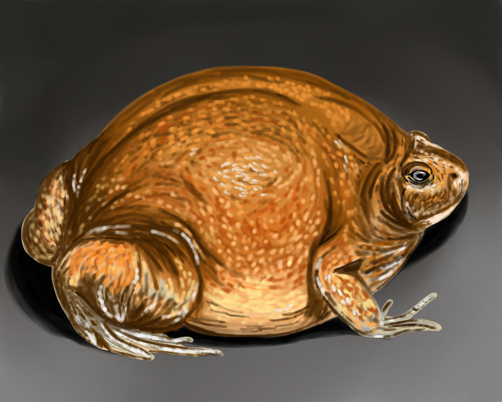 ArtStation - Indian Balloon Frog