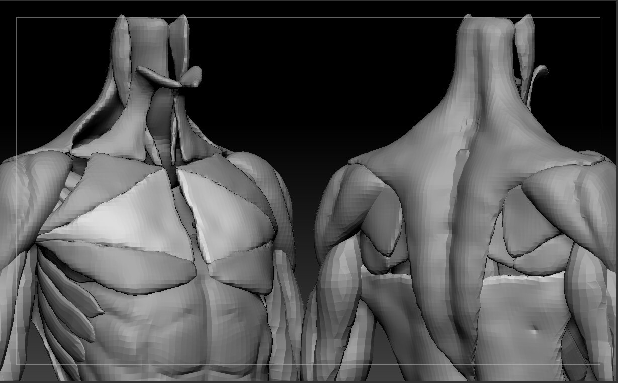 ArtStation - Human Anatomy Study - MALE