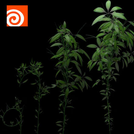 ArtStation - plant_growth_animation_TEST