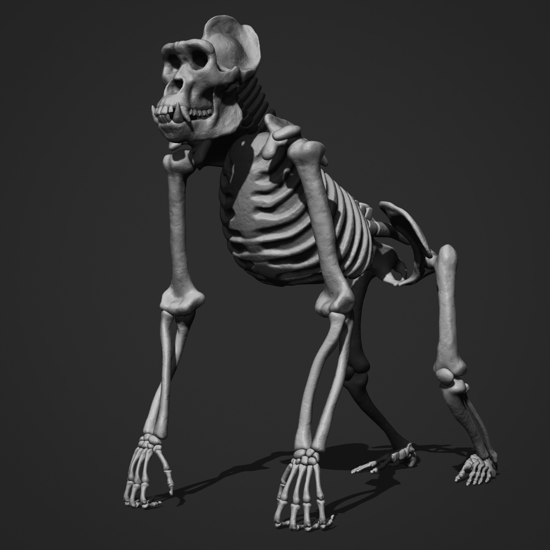 ArtStation - Gorilla Skeleton Study