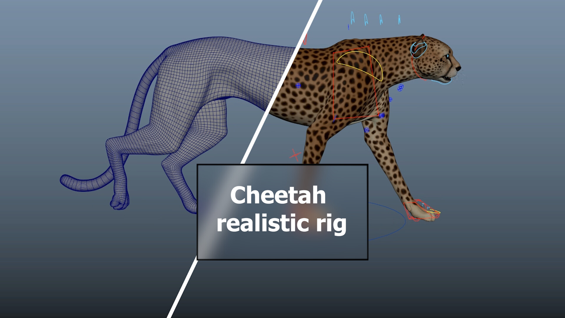 ArtStation - Cheetah Rig
