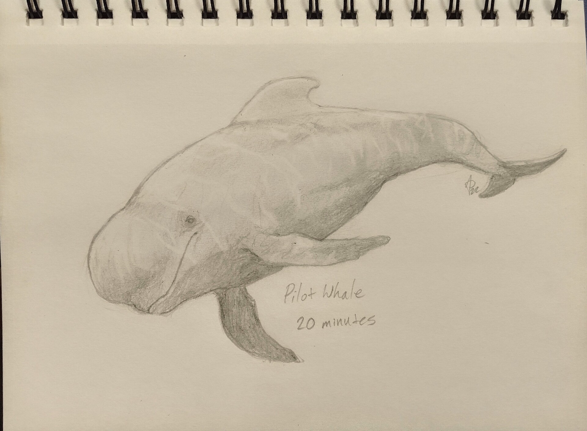 ArtStation - Pilot Whales
