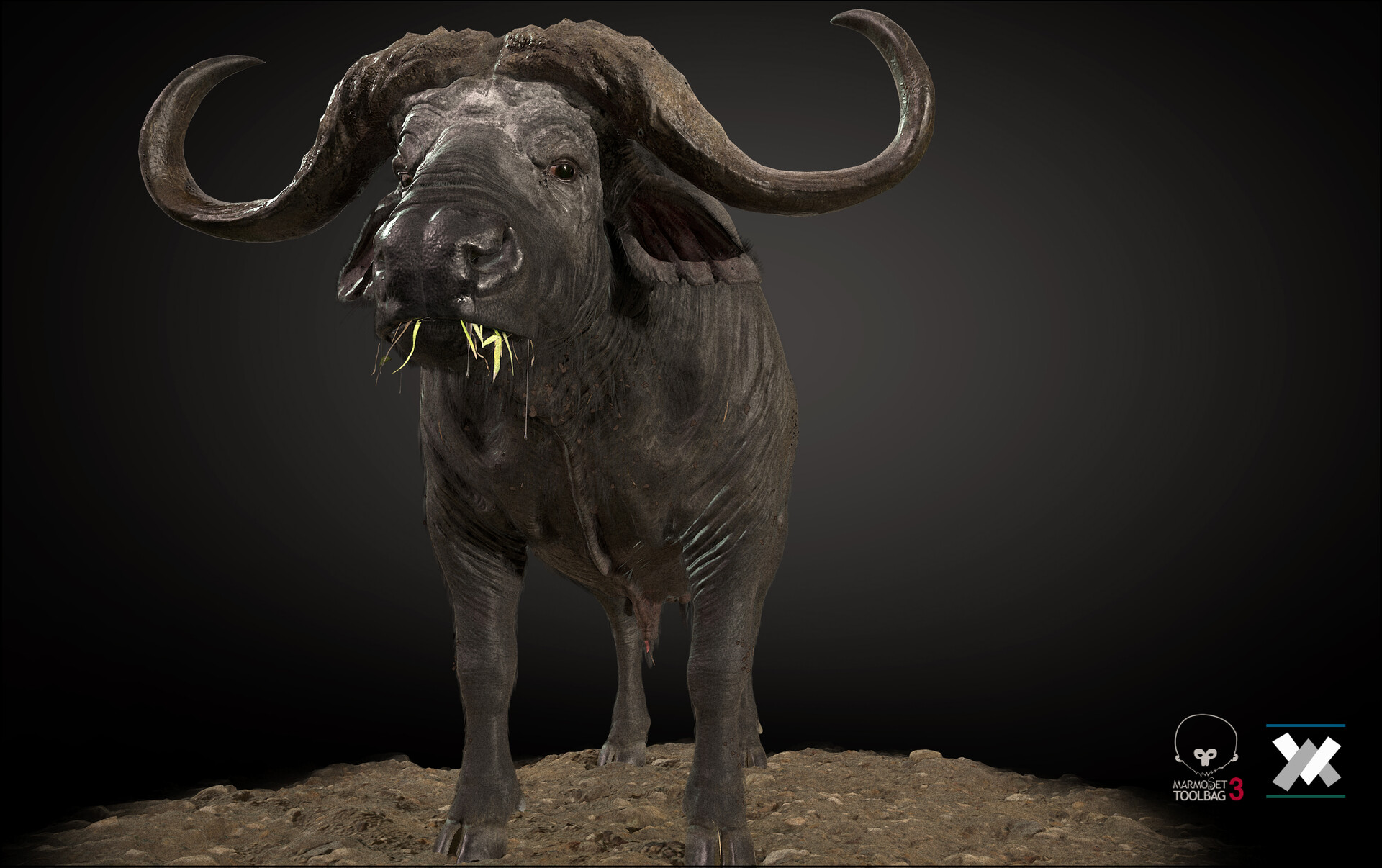 ArtStation - Cape buffalo