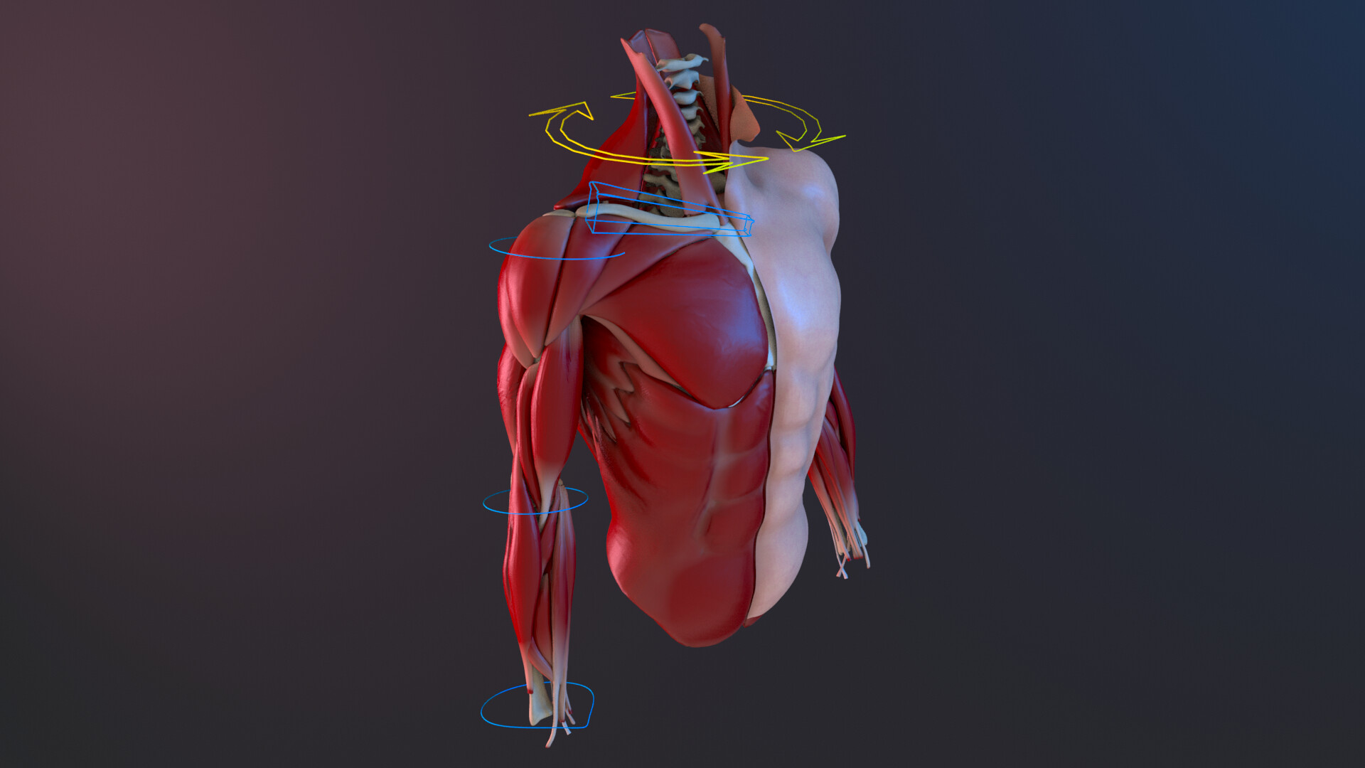 ArtStation - Torso muscle simulation
