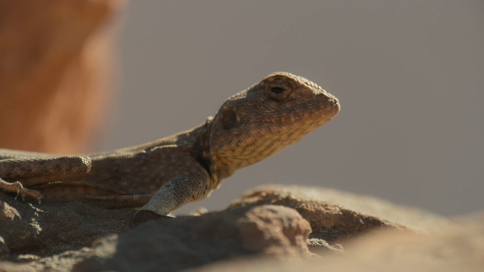 ArtStation - Creature Texturing and Lookdev - Prehistoric Planet