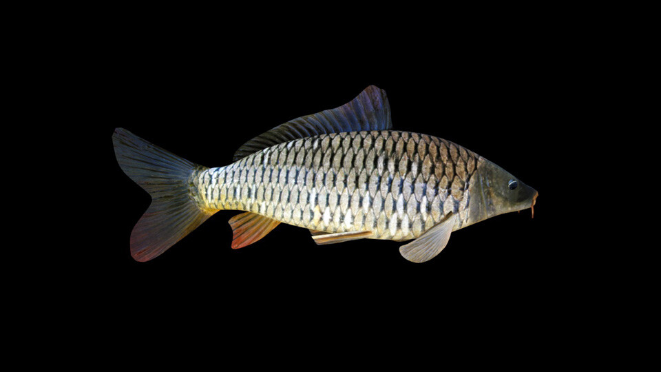 ArtStation - Common Carp low Poly Model