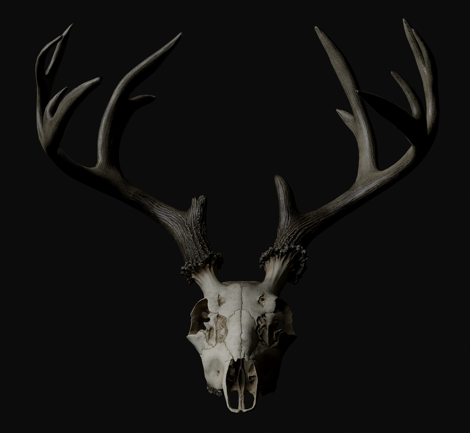 ArtStation - Deer Skull