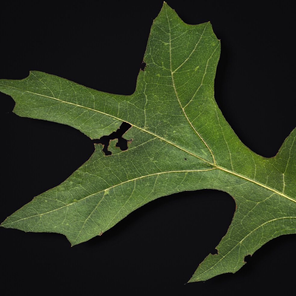 ArtStation - Photogrammetry Spanish Oak Leaf