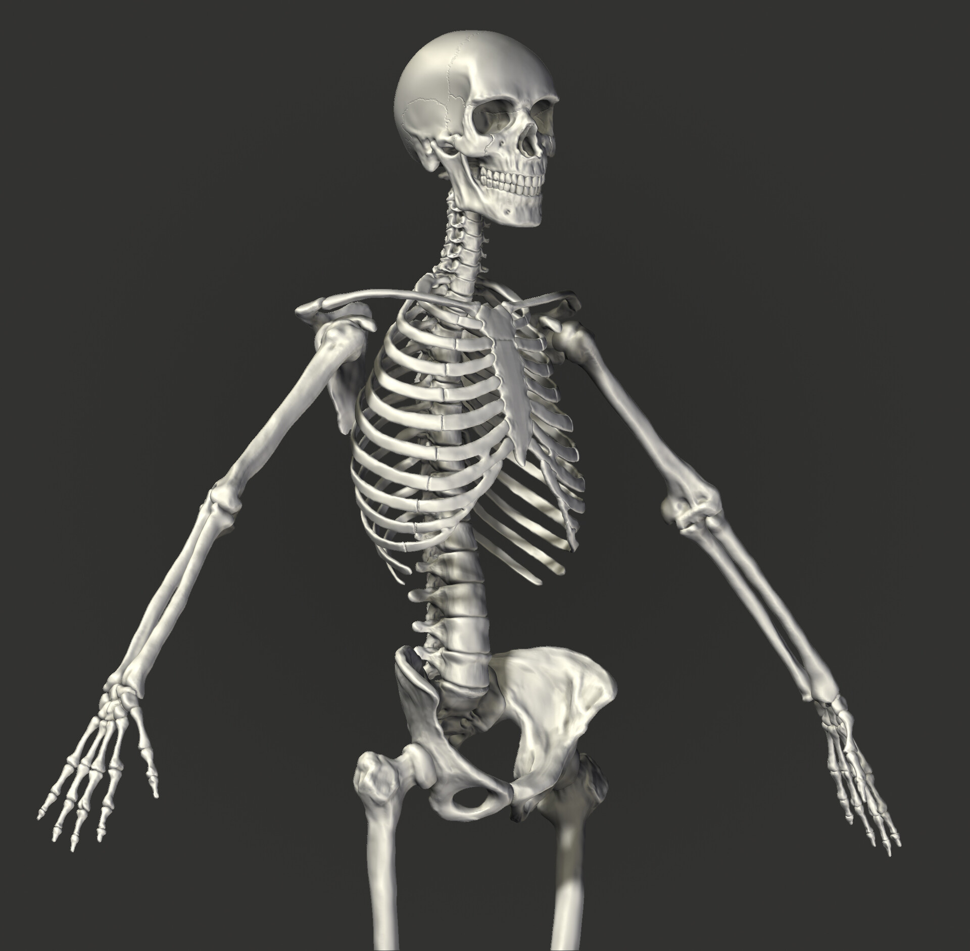 ArtStation - Human Skeleton