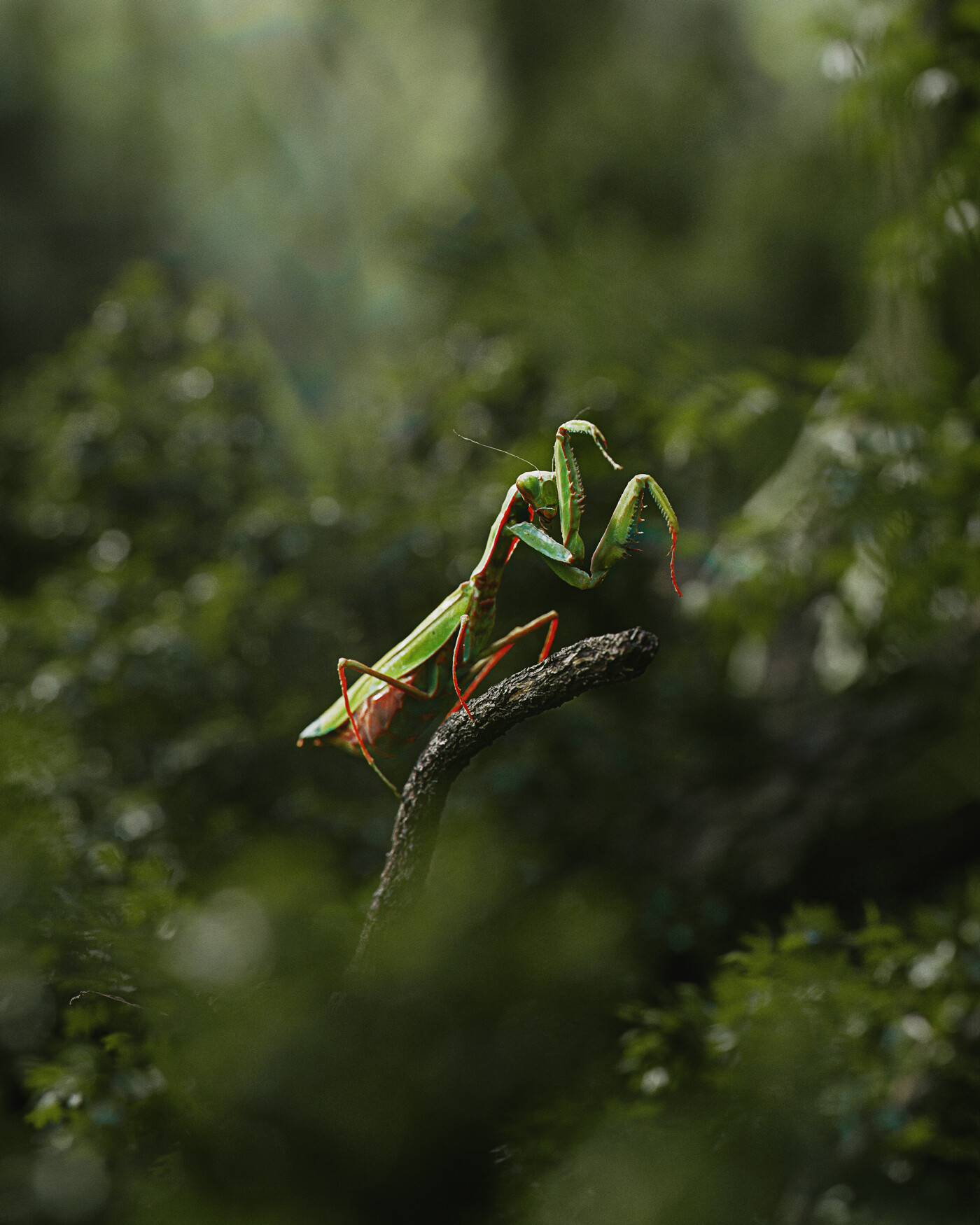 ArtStation - Praying Mantis