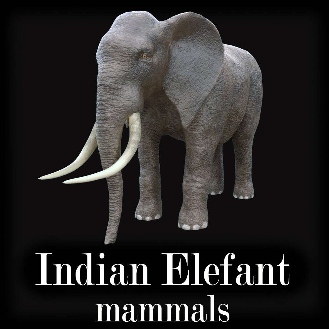 ArtStation - Elephant