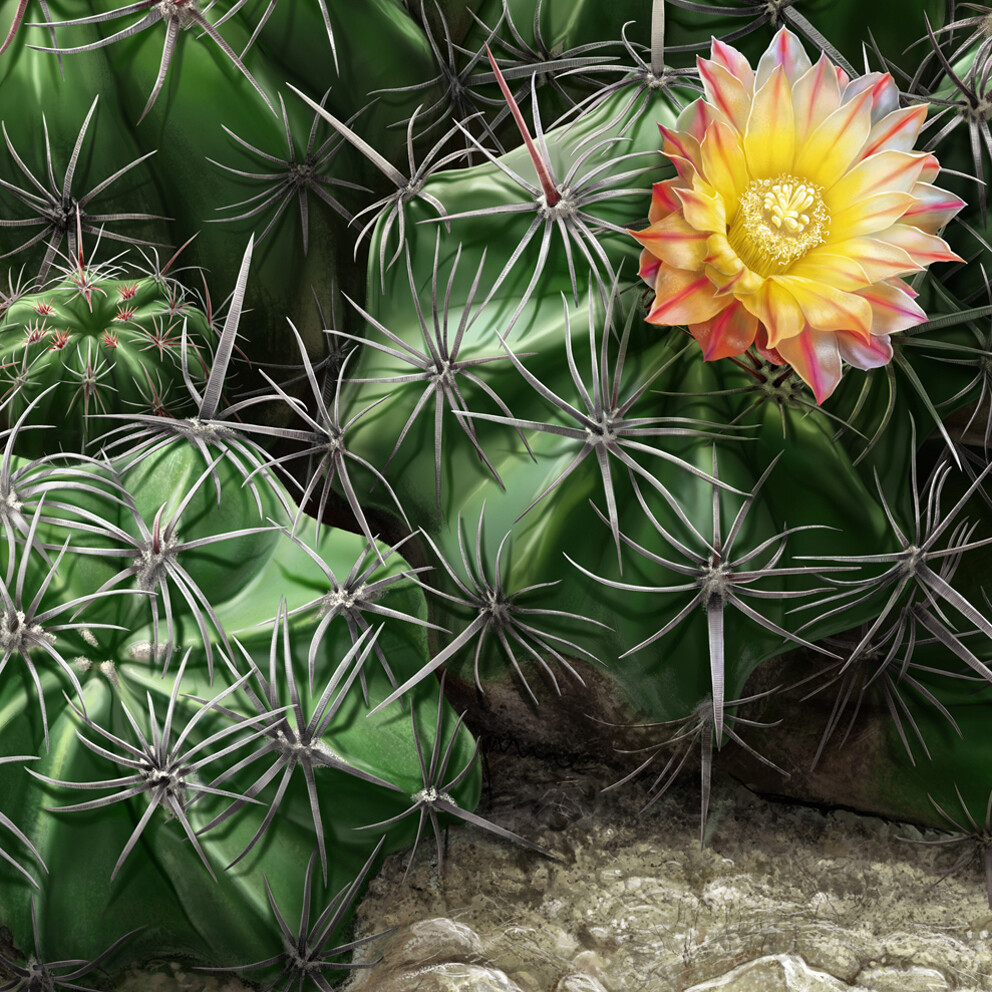 ArtStation - Ferocactus robustus