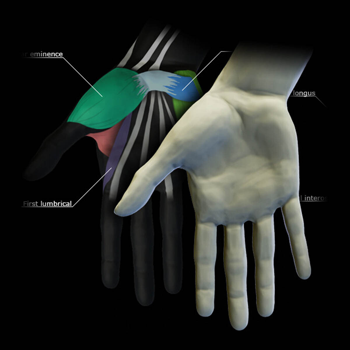 ArtStation - Landmarks of the Hand