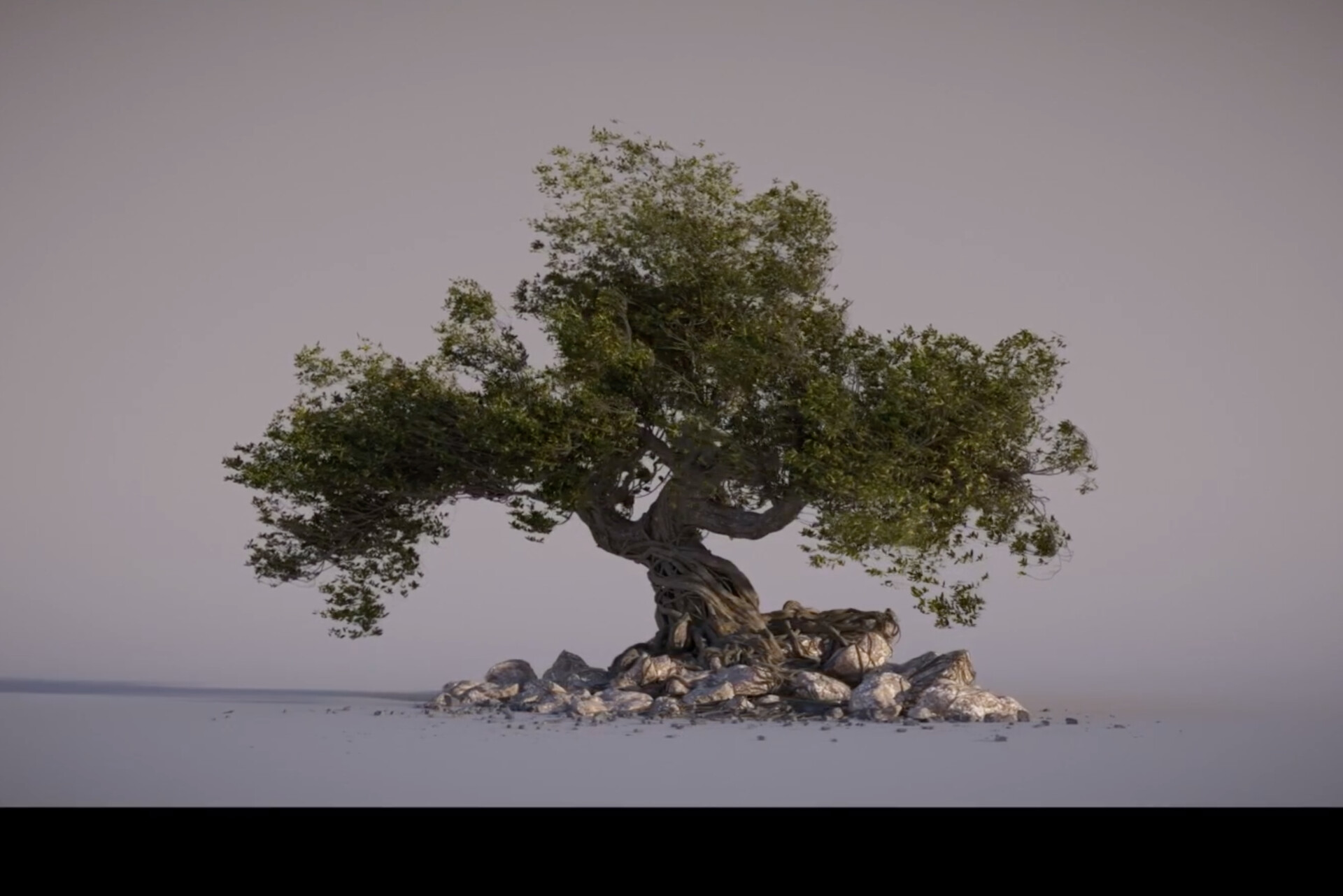 ArtStation - Introduction to SpeedTree : Rooted olive tree