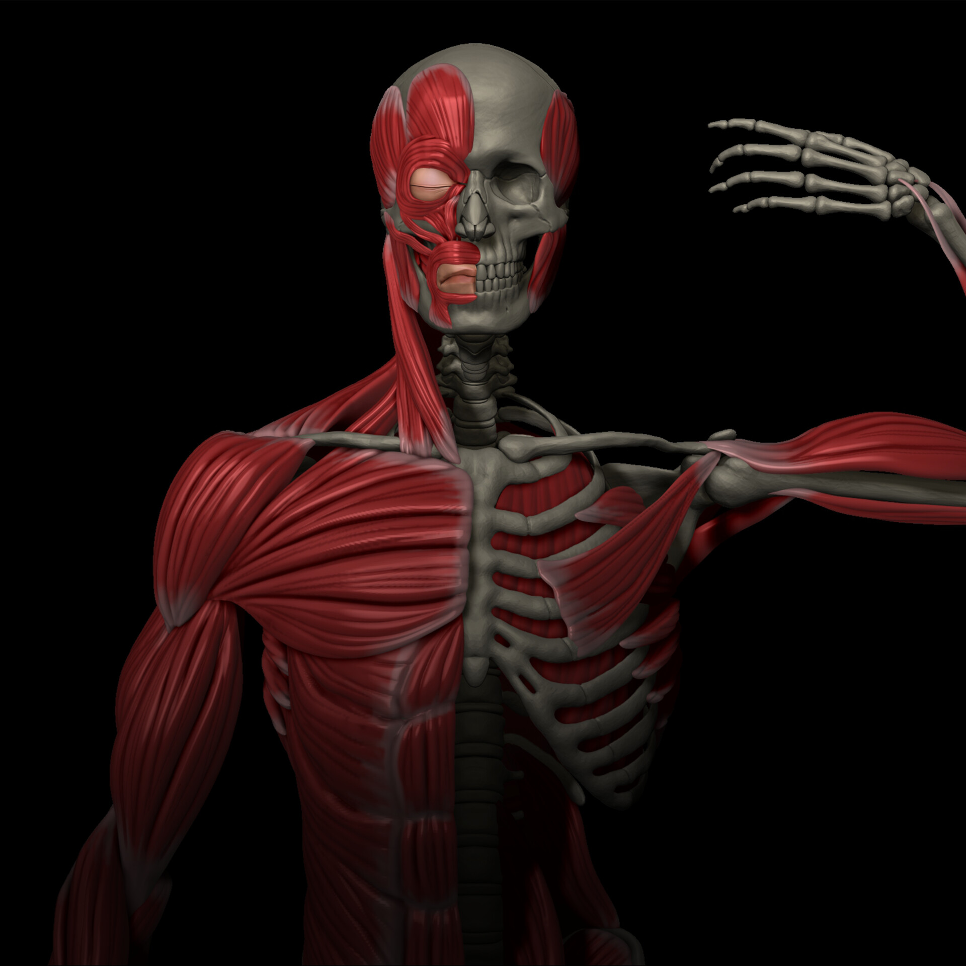 ArtStation - Ecorche Sculpt