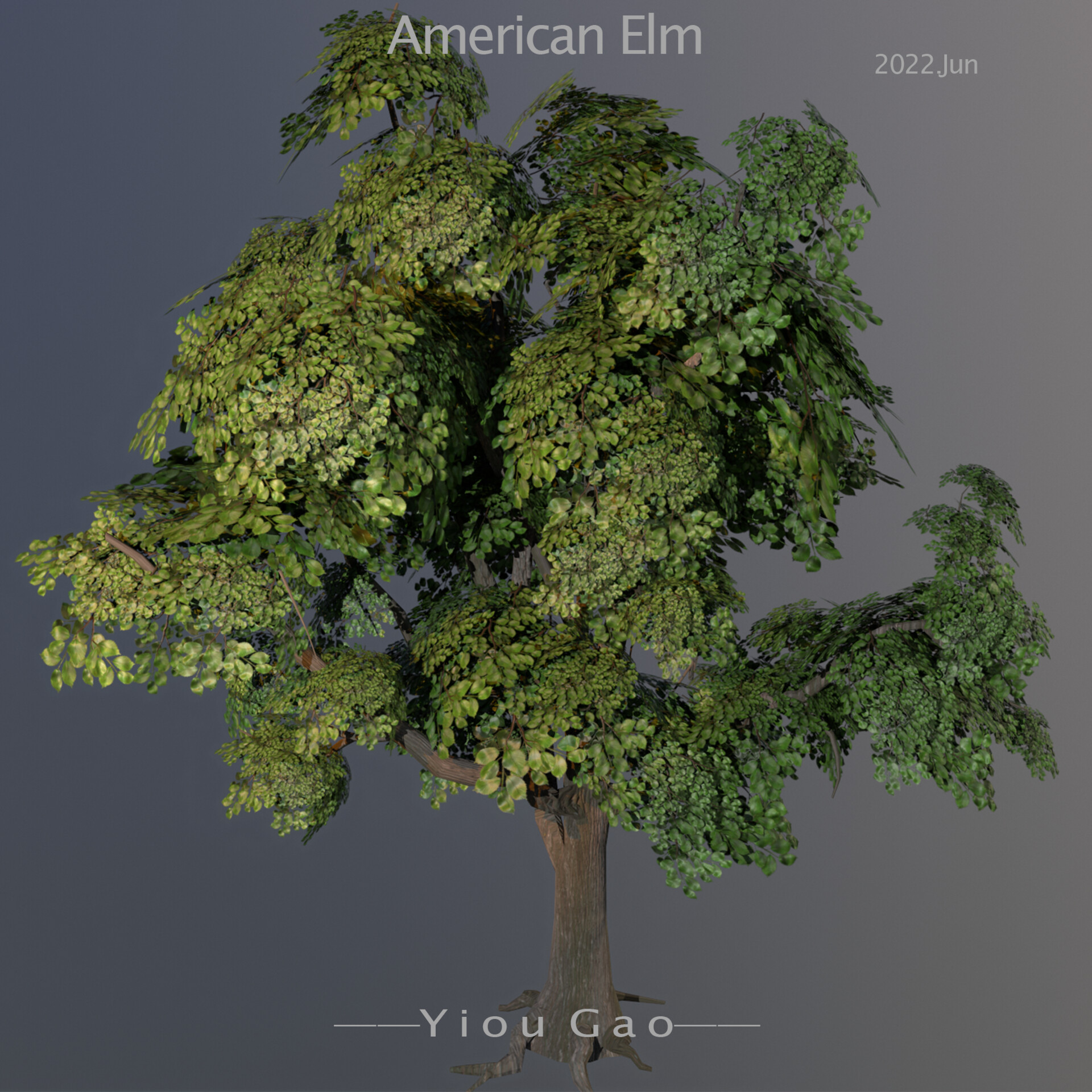 ArtStation - 3D Modeling American Elm