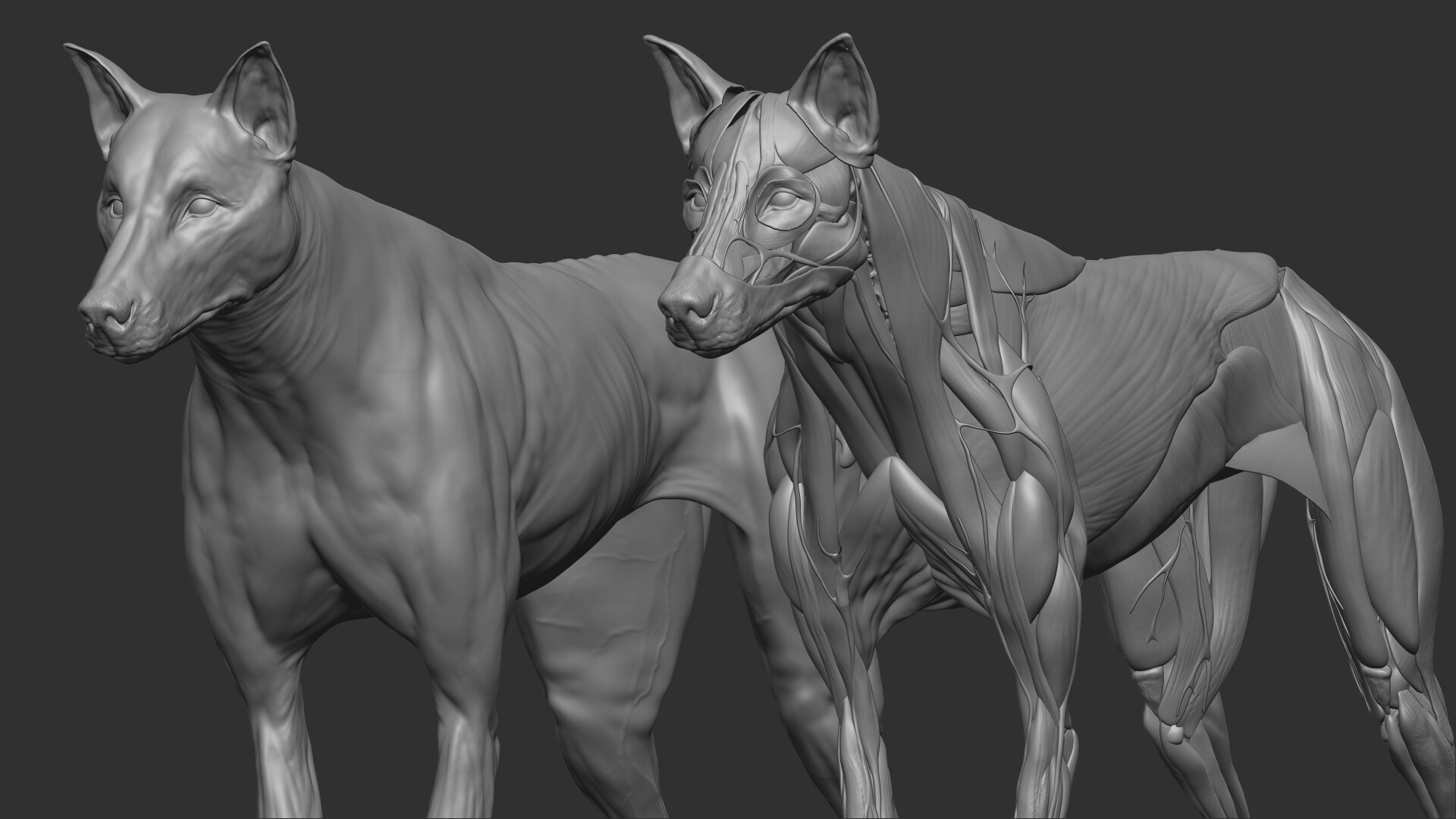 ArtStation - Wolf Anatomy Canine Ecorche